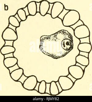 . Bastardierung als Ursache der Apogamie im Pflanzenreich. Eine ...