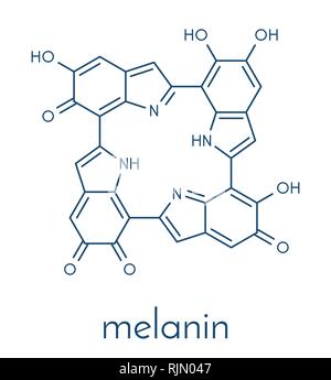 Melanin (eumelanin), proposed oligomeric structure model. Primary ...