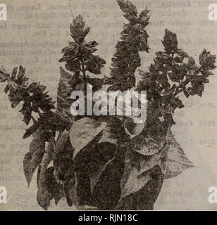 Salvia splendens Scarlet Sage Blaze of fire ready to be planted out as ...