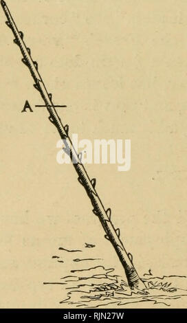 Cordon pear trees in full flower against an old garden wall Stock Photo ...