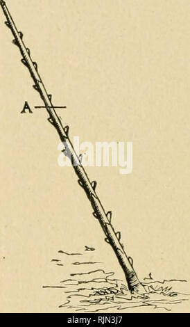 Cordon pear trees in full flower against an old garden wall Stock Photo ...