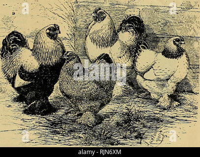 Booted bantam chickens Stock Photo - Alamy