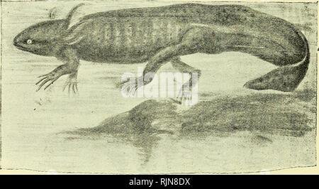Axolotl - larval form Stock Photo - Alamy