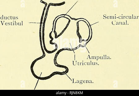 Frog inner parts Stock Photo - Alamy