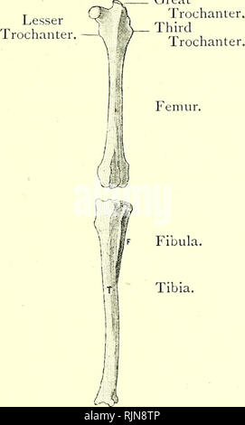 . Elementary text-book of zoology. LEPUS. 399 The femur is long and has ...