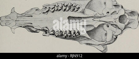 Protoceras celer skull Stock Photo - Alamy