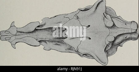 Protoceras celer skull Stock Photo - Alamy