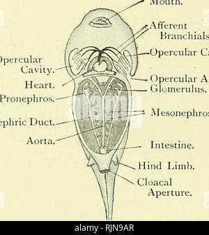 . Elementary text-book of zoology. AMPHIOXUS. 303 The brain has a ...
