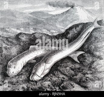 Engraving depicting astroblepus cyclopus a species of catfish of the ...