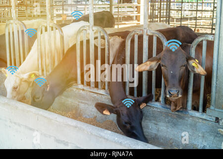 Smart agriculture, vertical farm , sensor technology concept. Farmer ...