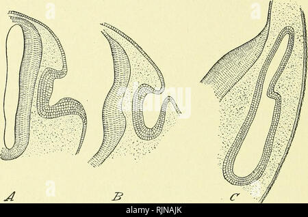 Human Embryo, External Ear Development Stock Photo - Alamy
