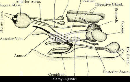 Dissected Sepia Officinalis