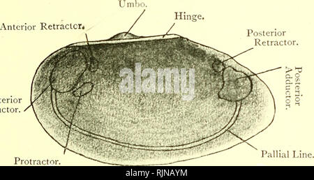 . Elementary text-book of zoology. ANODONTA. 271 a similar scar of the ...
