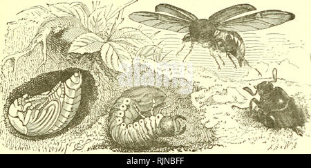 Cockchafer Larvae; Melolontha melolontha; in Soil; UK Stock Photo - Alamy
