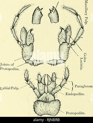 . Elementary text-book of zoology. 224 ANNULATA. differing essentially ...