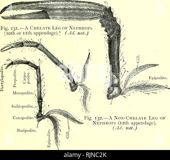 . Elementary text-book of zoology. NEPHROPS. These eight appendages ...