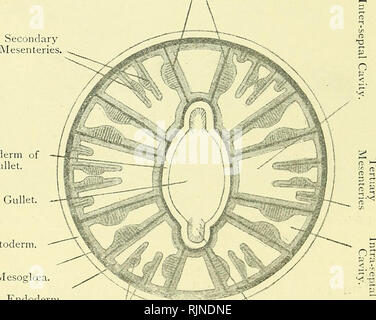 . Elementary text-book of zoology. HYDRA. "S Fig. 49.—Development of ...