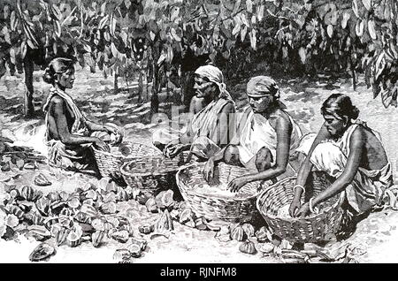 . Cocoa and chocolate : their history from plantation to consumer ...