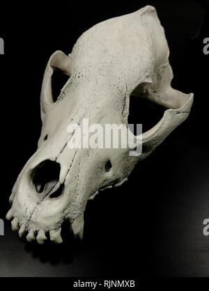 Vertebrate of dog without lower jaw top view Stock Photo - Alamy
