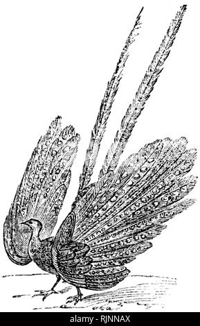 Great Argus (Argusianus argus), illustration from Soviet encyclopedia ...