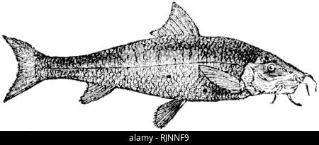 Barbel (Barbus barbus), drawing Stock Photo - Alamy