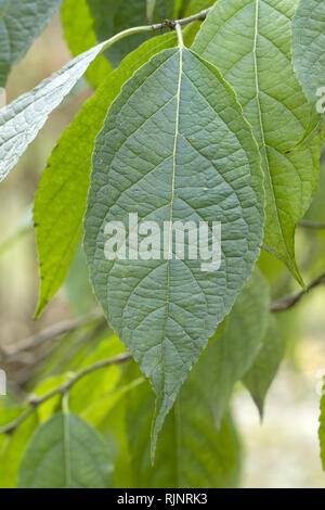 Leaves of Gutta-Percha tree (Eucommia ulmoides), Washington Park ...