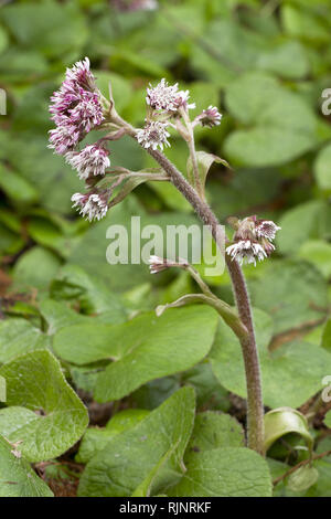 Winter heliotrope (Petasites fragrans : Asteraceae) naturalized on a ...