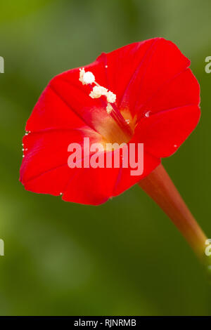 Single morning glory growing up a branch Stock Photo - Alamy