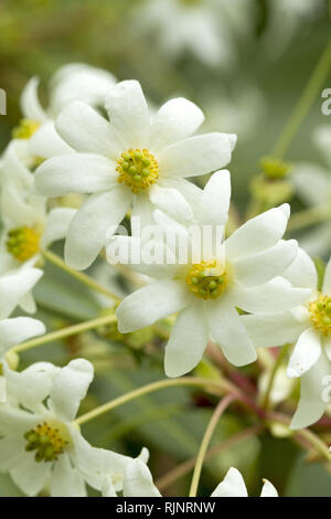 Spring Flowering Evergreen Winter's Bark or Canelo Tree (Drimys winteri ...