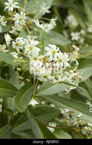 Spring Flowering Evergreen Winter's Bark or Canelo Tree (Drimys winteri ...