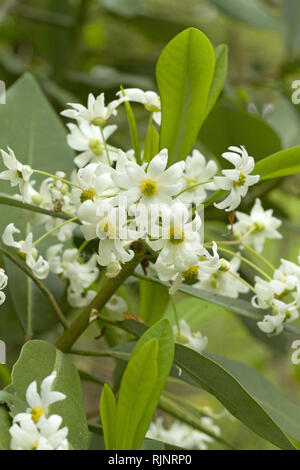 Spring Flowering Evergreen Winter's Bark or Canelo Tree (Drimys winteri ...
