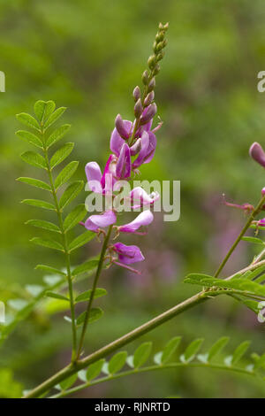 Indigofera sp Indigofera sp Stock Photo - Alamy