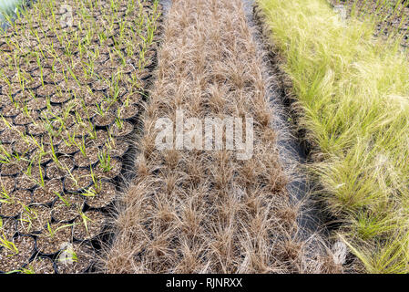 grass family (Poaceae), grasses, France, Provence Stock Photo - Alamy