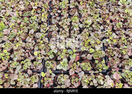 American alumroot (Heuchera americana) 'Dale Strain', Spring, Pas de ...