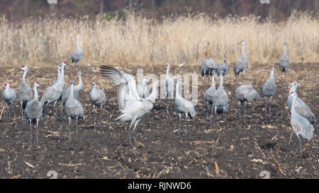 Sandhill crane eat from a recently plowed farm field. One crane raises ...