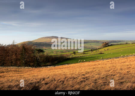 View to the Summit of Binsey fell, Uldale Fells, Lake District National ...