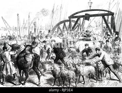Imported Cattle At Docks Stock Photo - Alamy