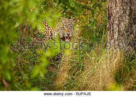 African leopard hiding in bush, Masai Mara, Kenya Stock Photo: 37923767 ...