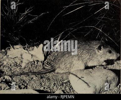 Long-haired Rat (Rattus villosissimus) feeding at night, Diamantina ...