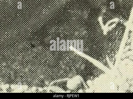 An Australian Water Python (Liasis fuscus Stock Photo - Alamy