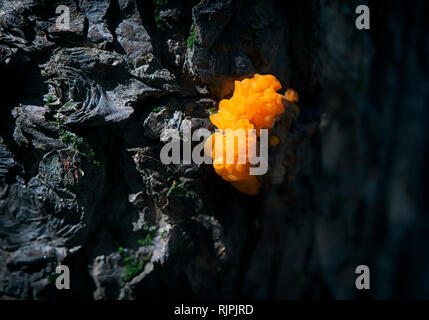 Golden ear fungus, Tremella aurantia, fruiting body breaking through ...