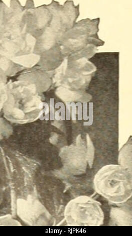 Dwarf privet (Ligustrum vulgare 'Lodense' Stock Photo - Alamy