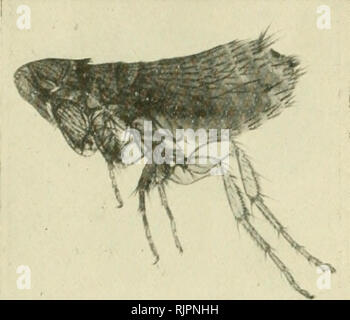 Life cycle of fleas Stock Photo: 84972322 - Alamy