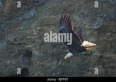 Mexican Bald Eagle taking off, San Carlos, Baja California Sur, Mexico ...