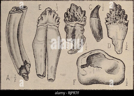 Teeth of Kekenodon onamata Stock Photo - Alamy