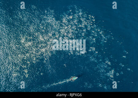 Super pod of common dolphins off Baja California Stock Photo - Alamy