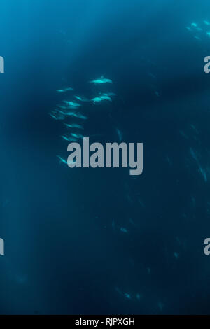 Super pod of common dolphins off Baja California Stock Photo - Alamy