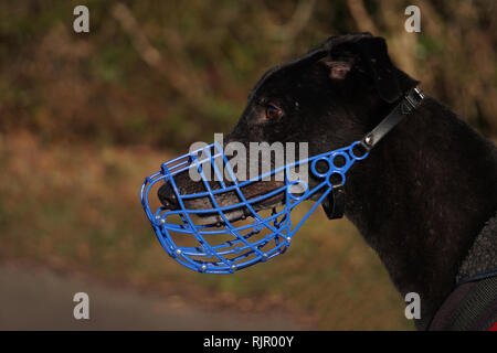 close up of head and muzzle Greyhound dog racing at Fort Myers Naples ...