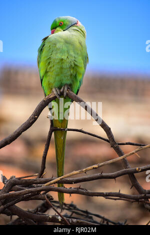 Bundi India Rajasthan Rose-Ringed Parakeets Stock Photo - Alamy