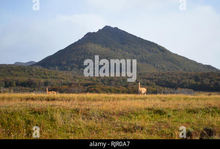 Guanaco in the midst of the Pampas of Karukinka natural reserve, Tierra ...